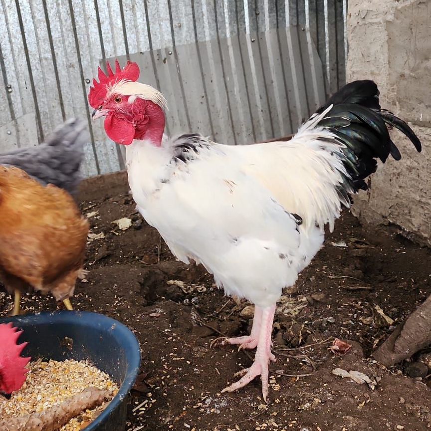 Молодые петухи