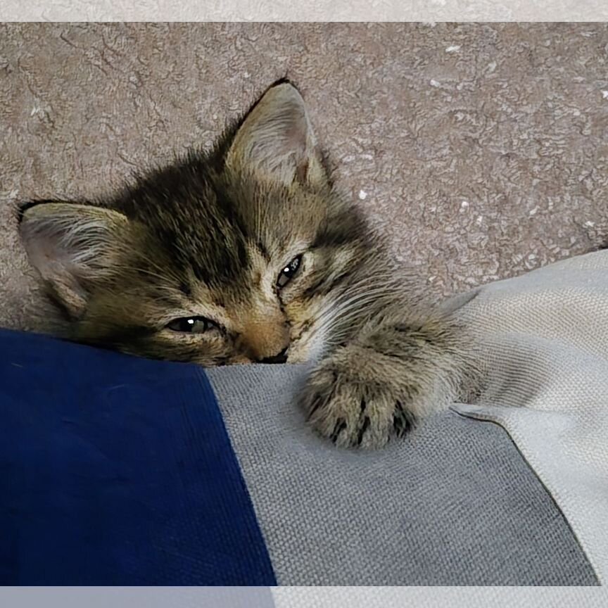 Китайский Ли Хуа котёнок