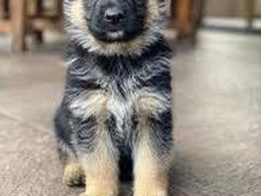 Щенки немецкой овчарки