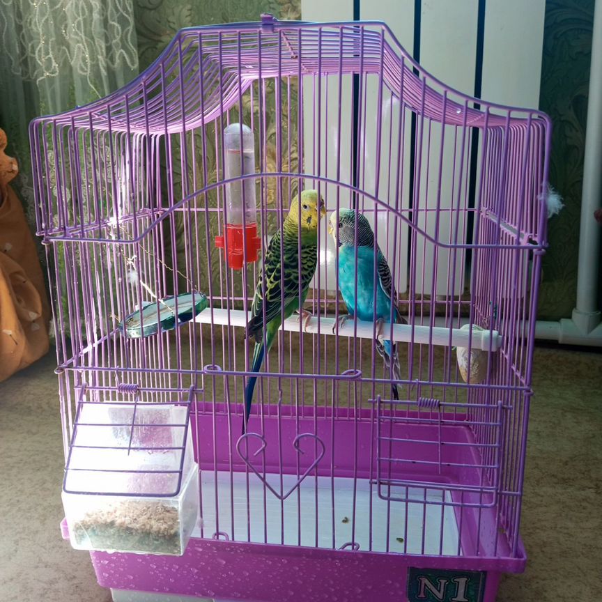 Волнистый попугай с клеткой