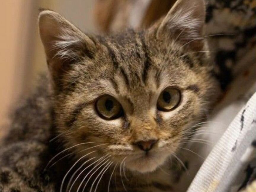 Милый котеночек в дар