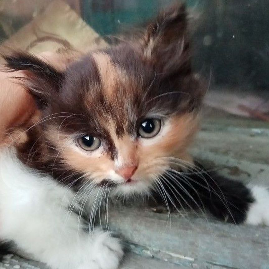 Котёнок в добрые руки
