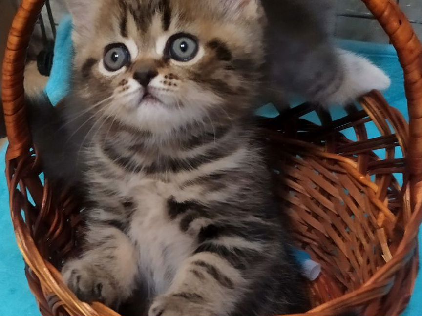 Шотландские котята