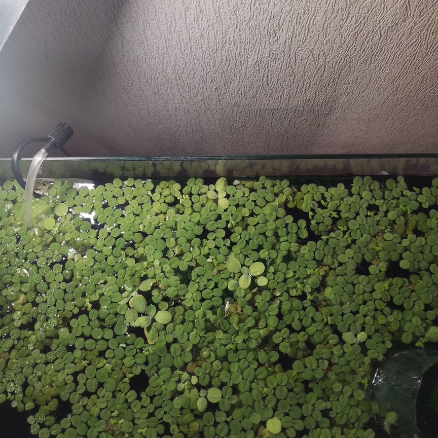 Растения плавающие в аквариум бесплатно