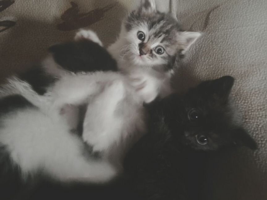 Котята мейкунчики очень красивые в добрые руки
