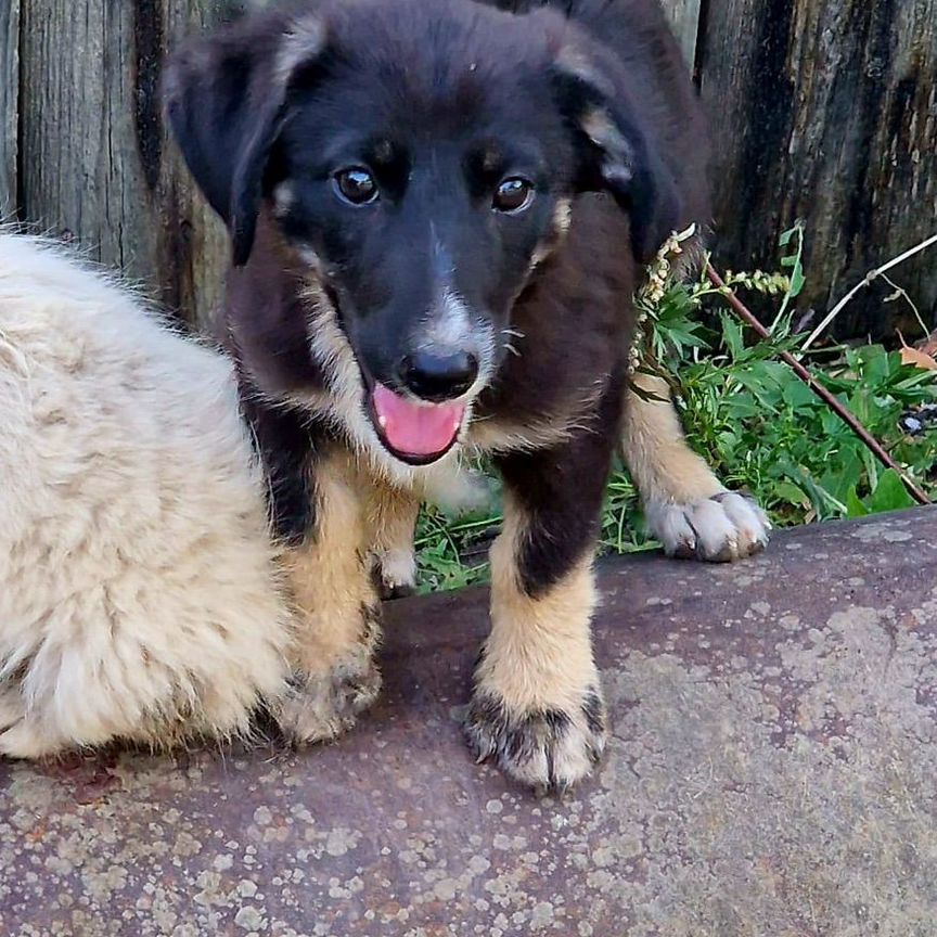 Щенки в добрые руки