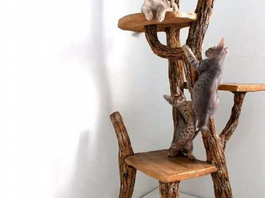 Когтеточка