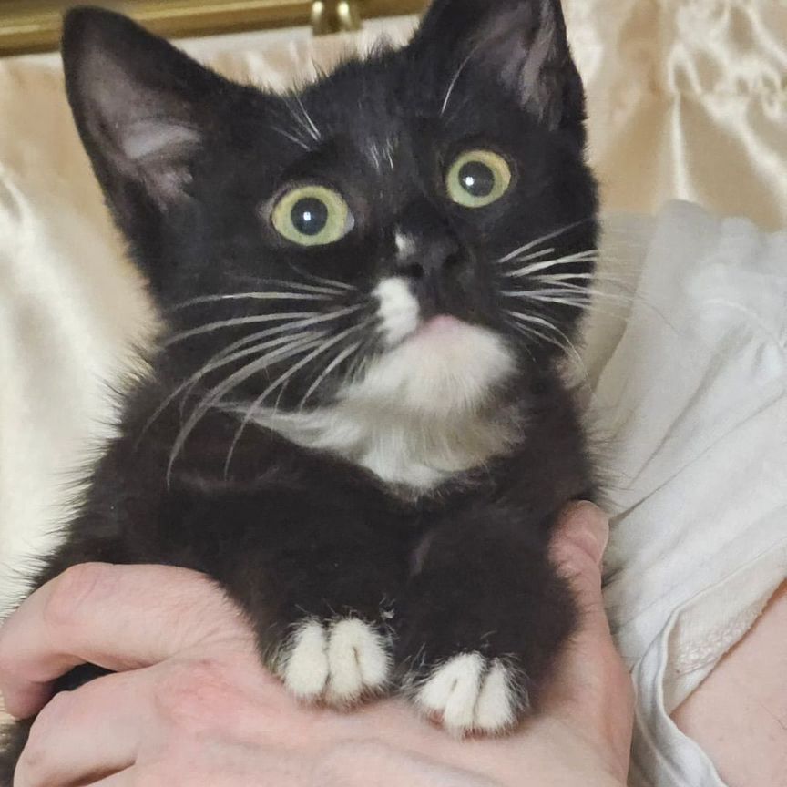 Котенок
