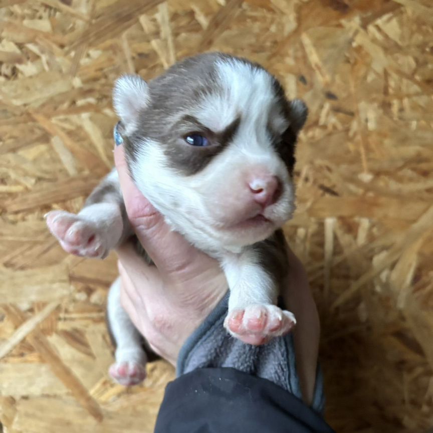 Щенки Помски