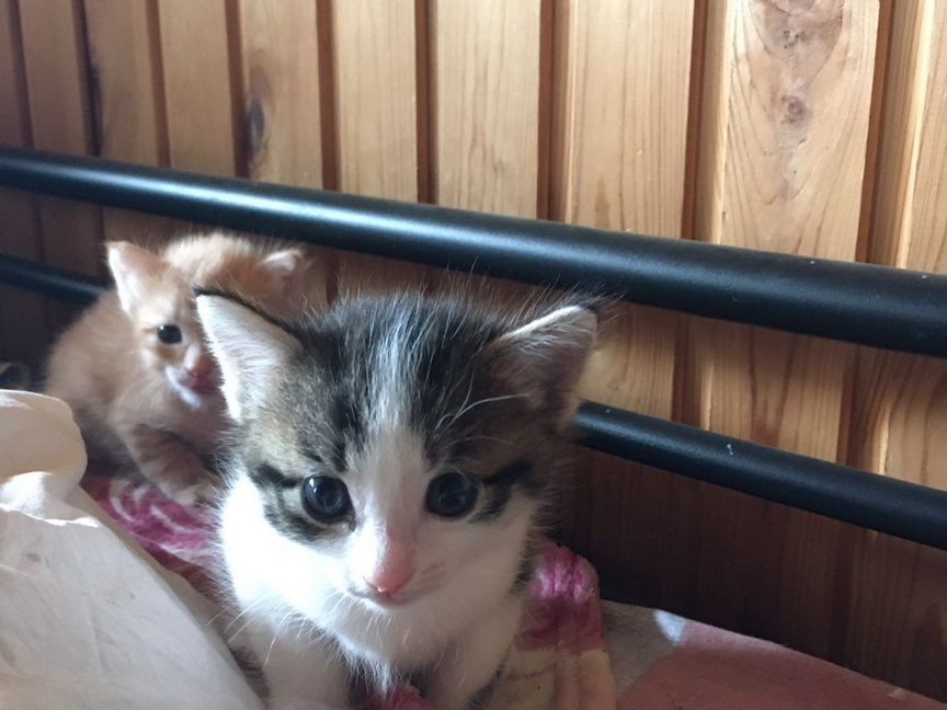 2 кота,отдадим в добрые руки