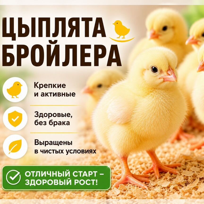 Бройлеры цыплята недельные