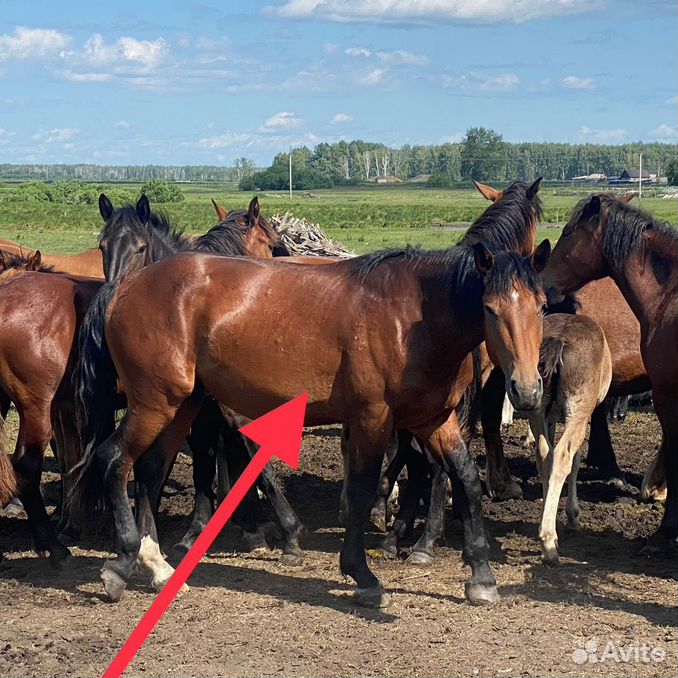 Продам лошадь, коней