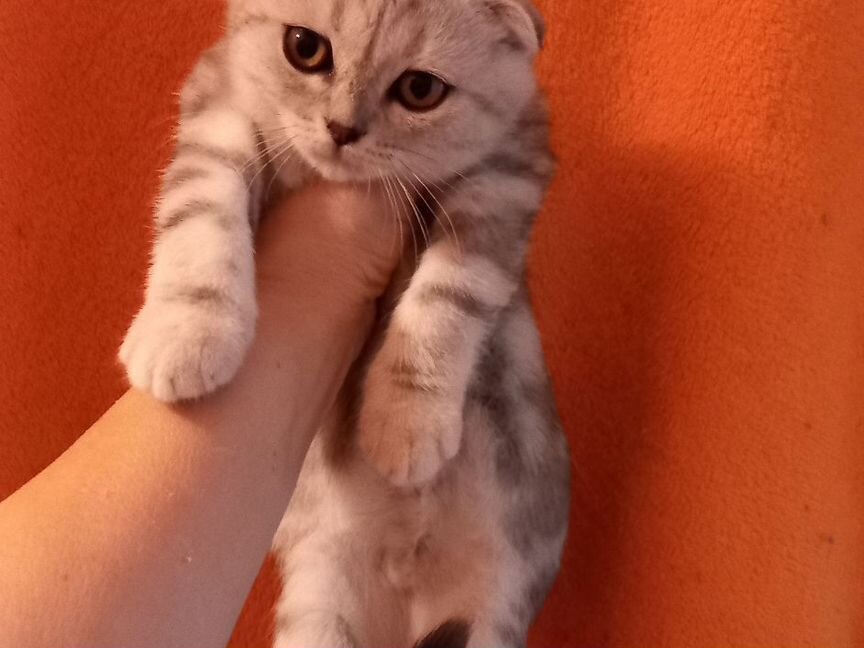 Шотландские вислоухие котята