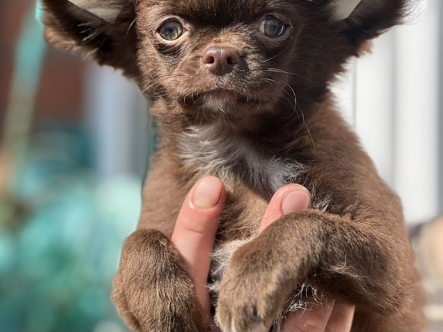 Мальчик длинношерстный чихуахуа