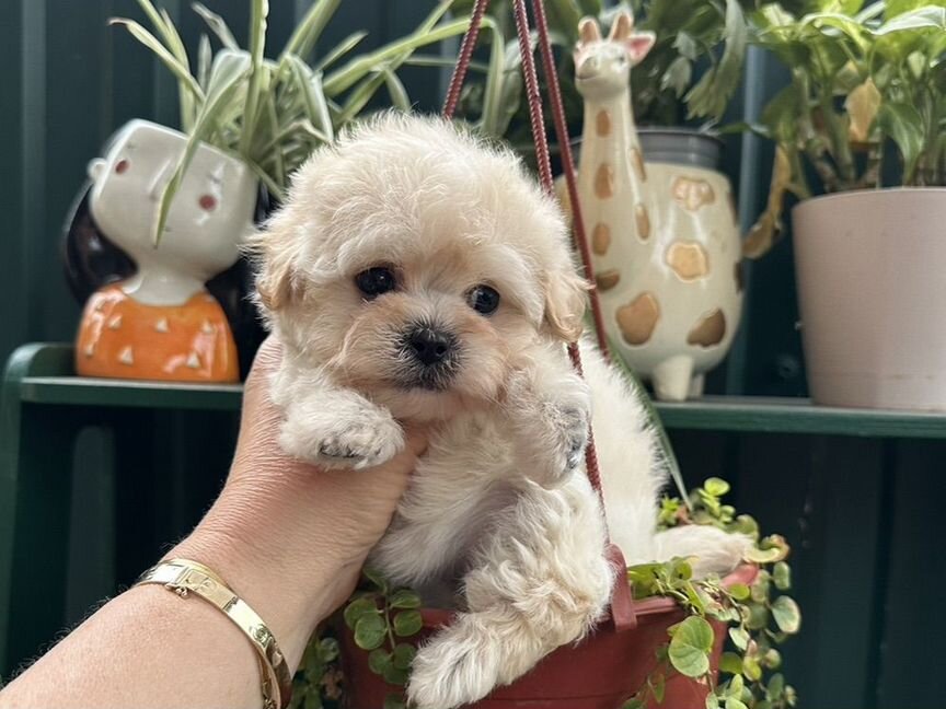 Щенки мальтипу f1 мини