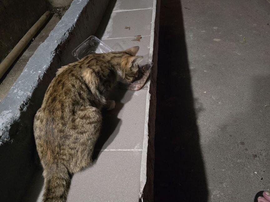 Ищет добрые руки кошечка