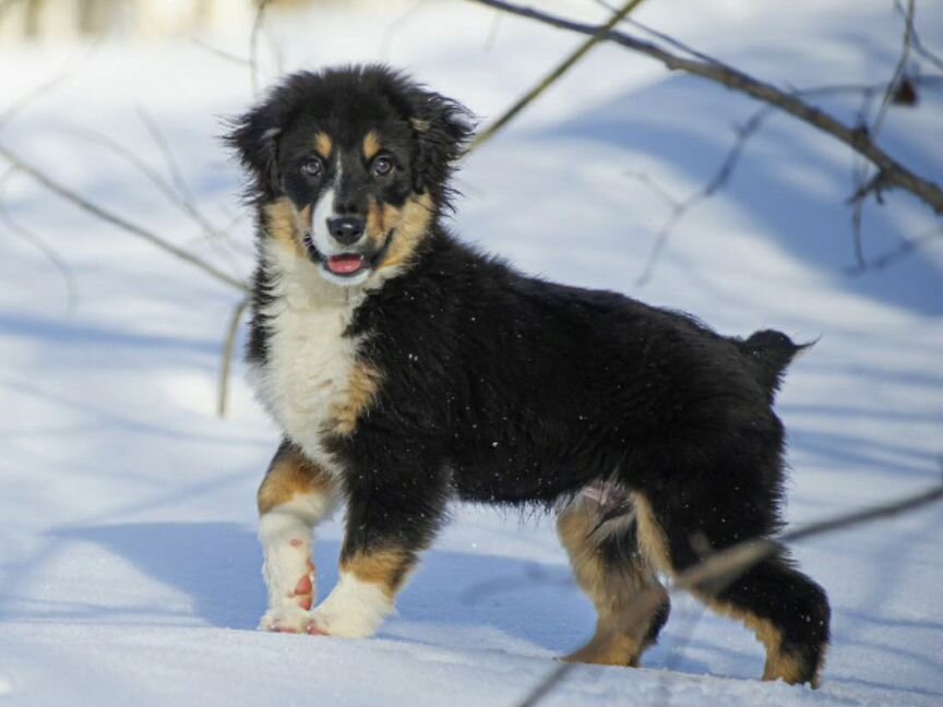 Красивый малыш миниаусси