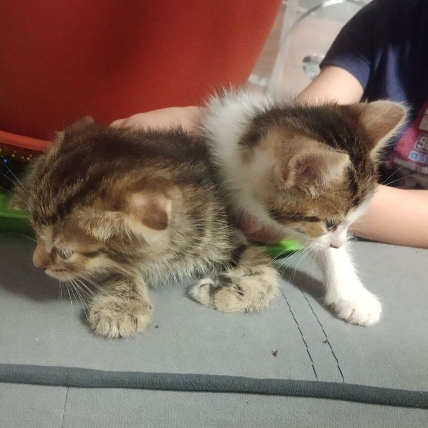 Котики бесплатно в добрые руки