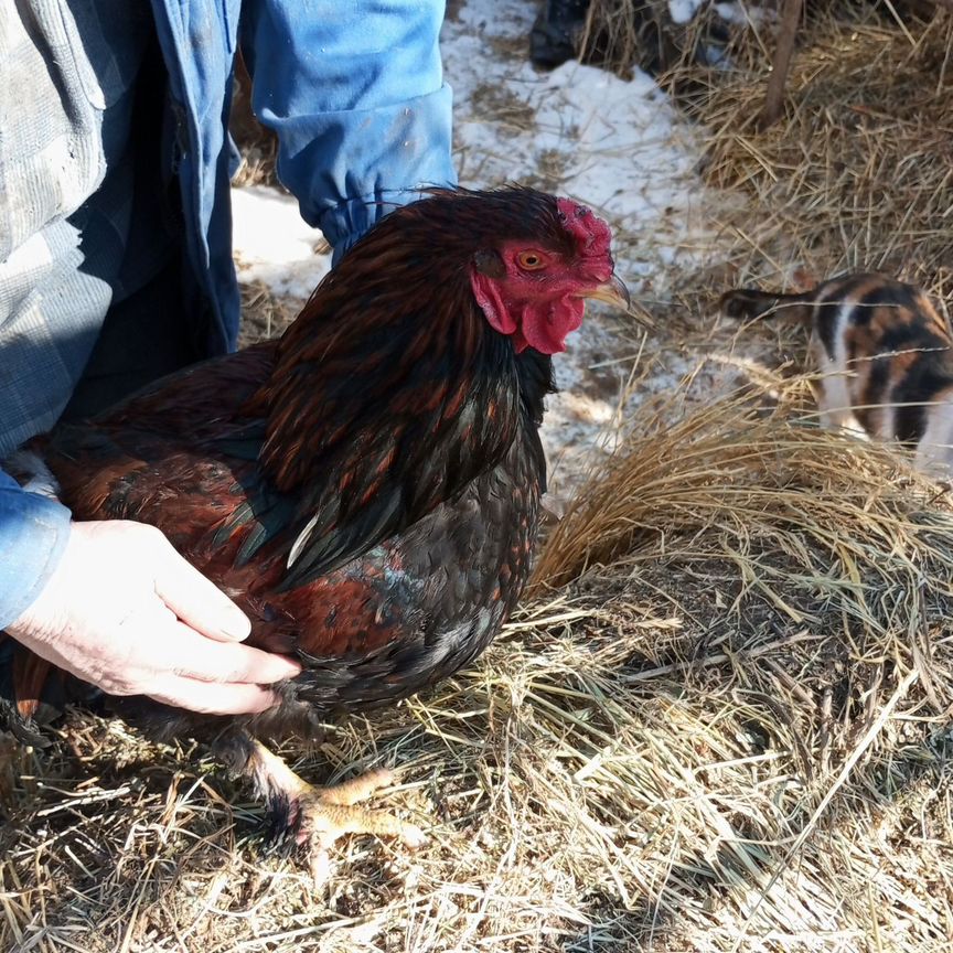 Петухи порода Брама на племя