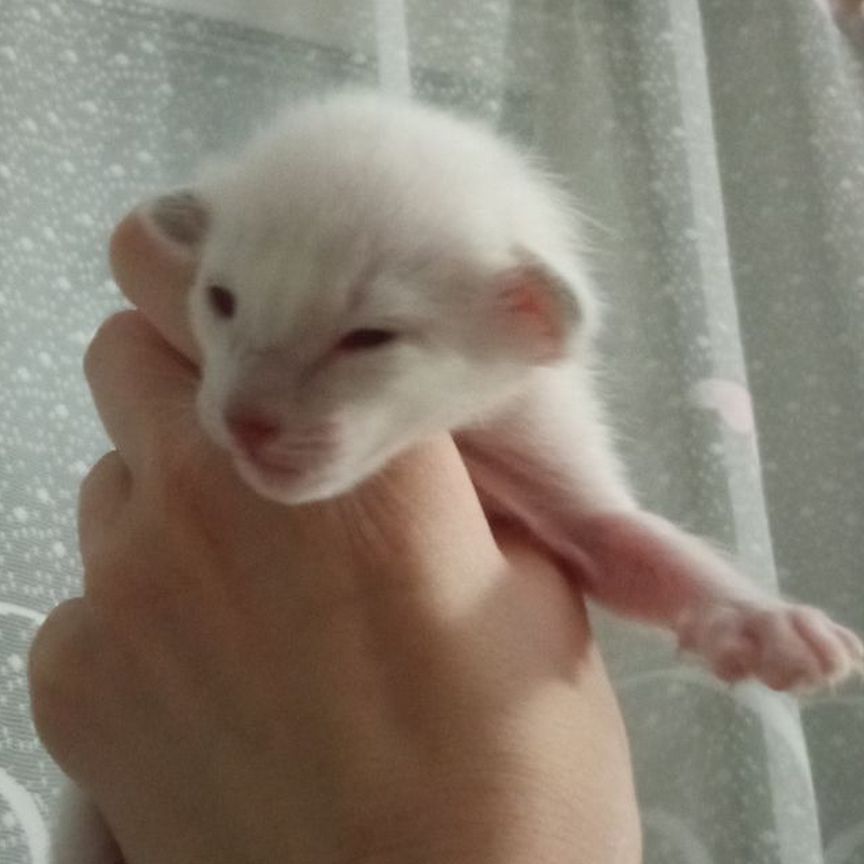 Ориентальный котёнок