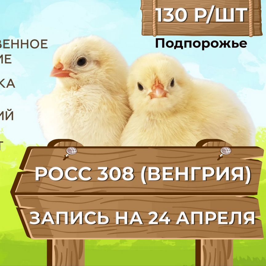 Цыплята бройлеры росс 308 опт/розница подпорожье