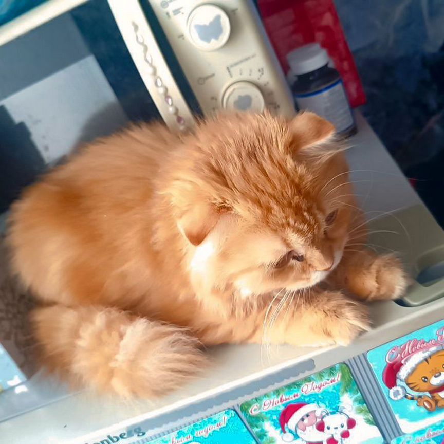 Котик