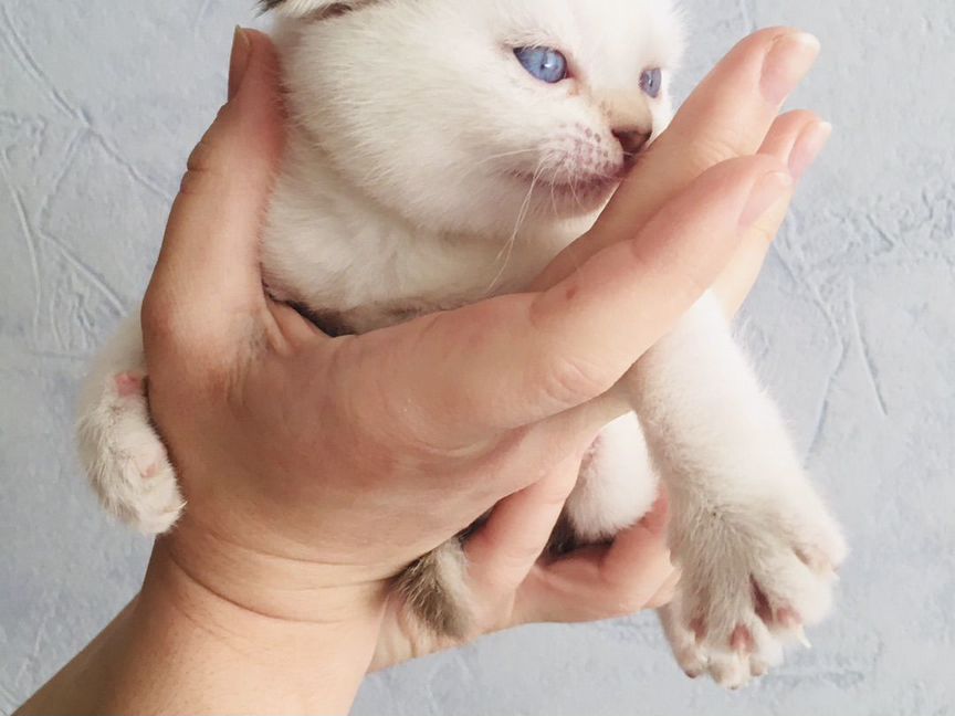 Шотландские вислоухие котята скотиш фолд