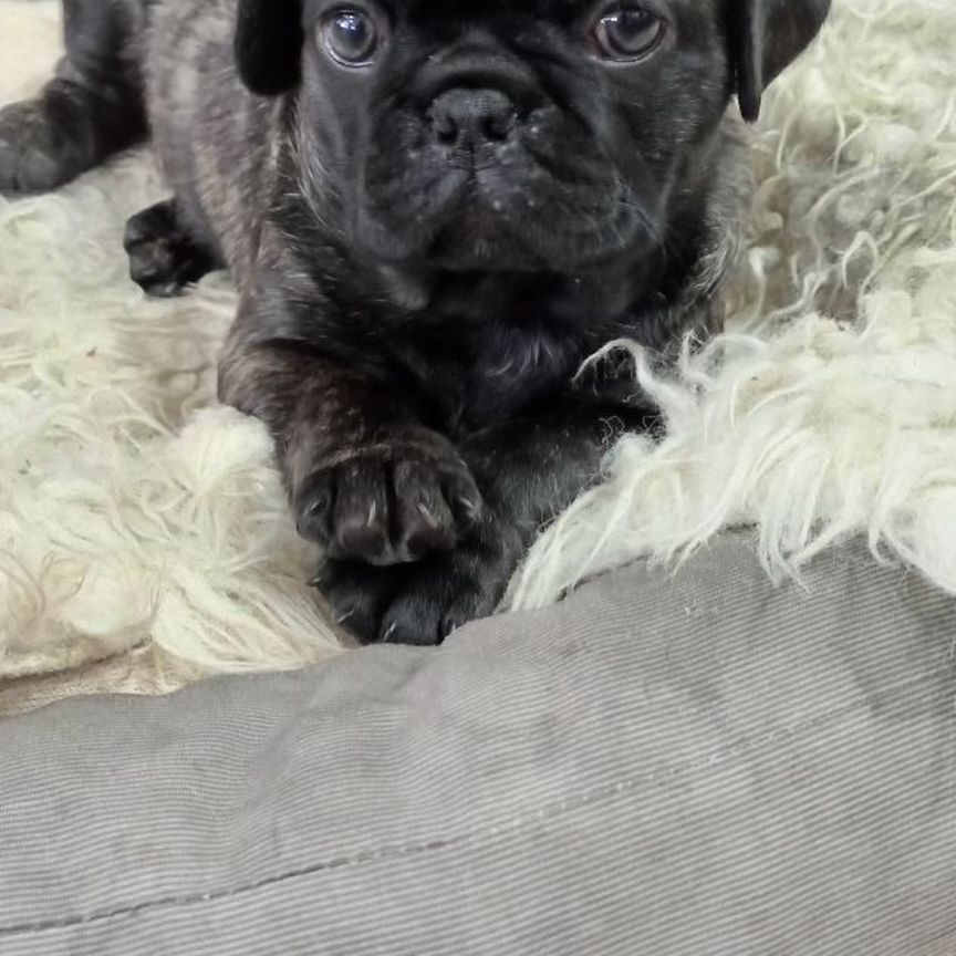 Чудо тигровые мопсики