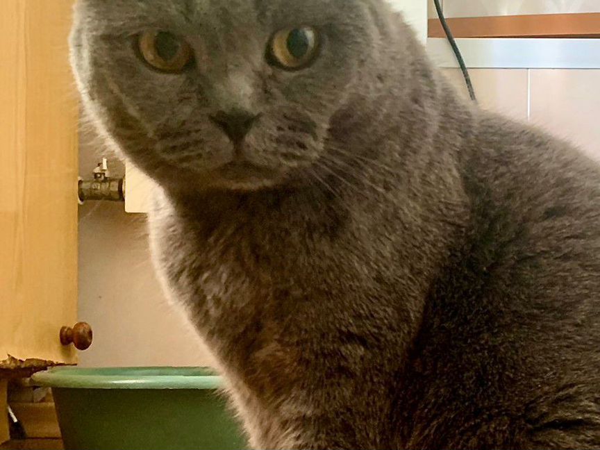 Кошка в добрые руки