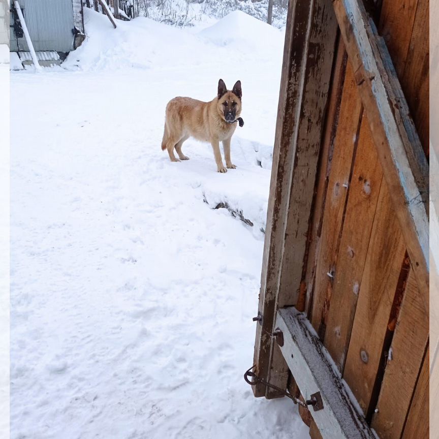 Восточноевропейская овчарка, щенок