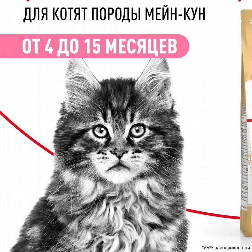Royal Canin Maine Coon Kitten 2кг