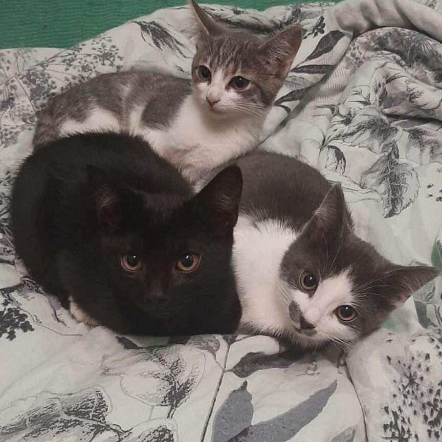 Котёнок в добрые руки