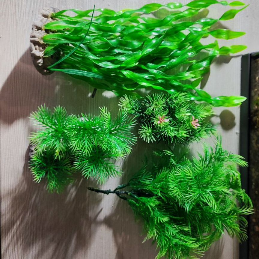 Валиснерия пестия роголисник