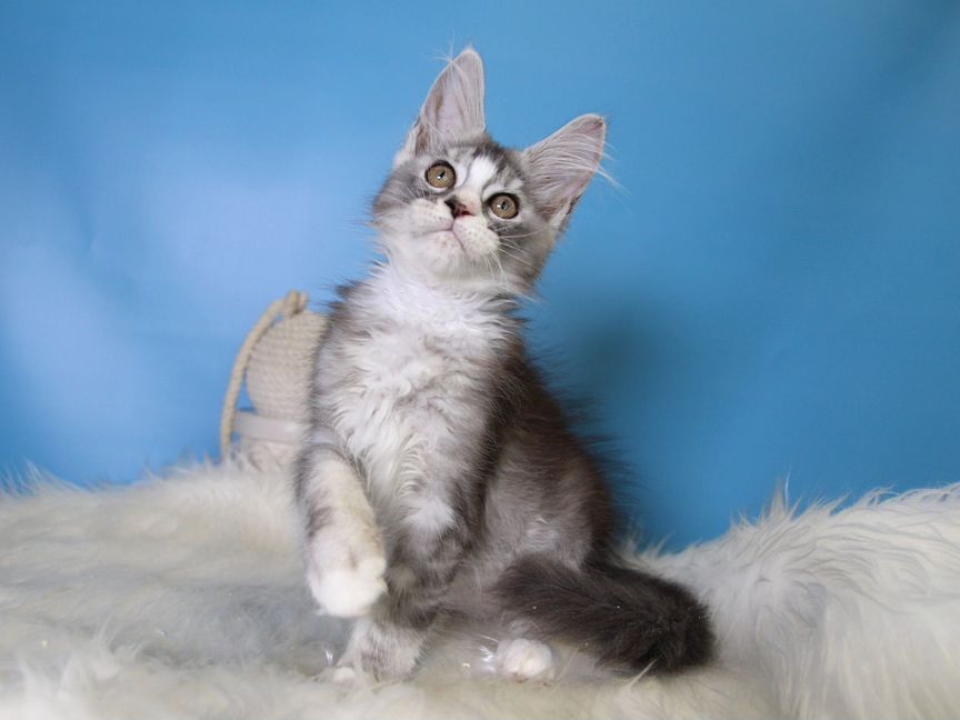 Котик Мейн Кун
