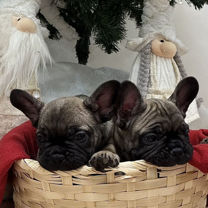 Французский бульдог, щенок