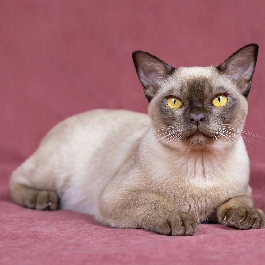 Европейский бурманский котёнок