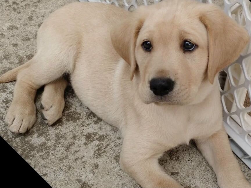 Щенок лабрадора 2 месяца