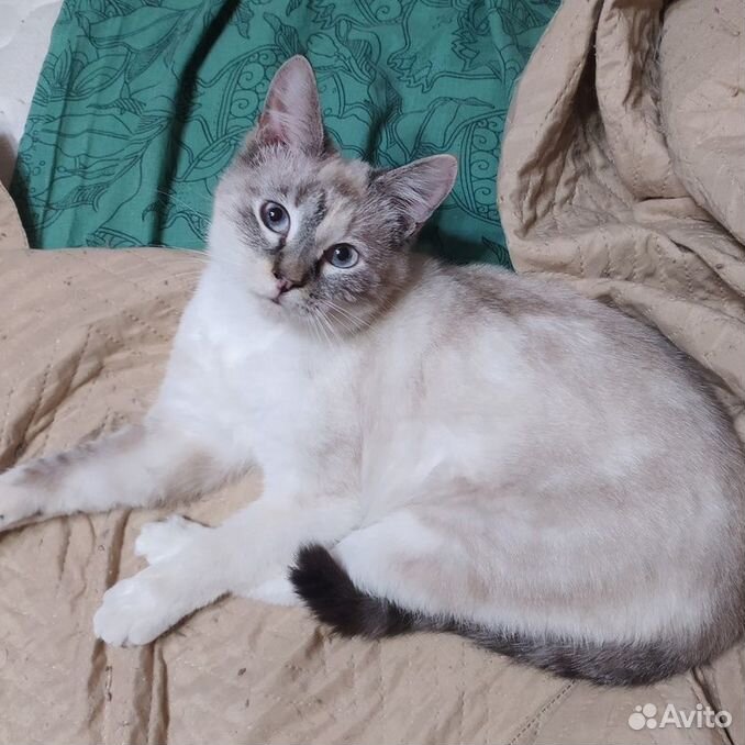 Девочка-таечка