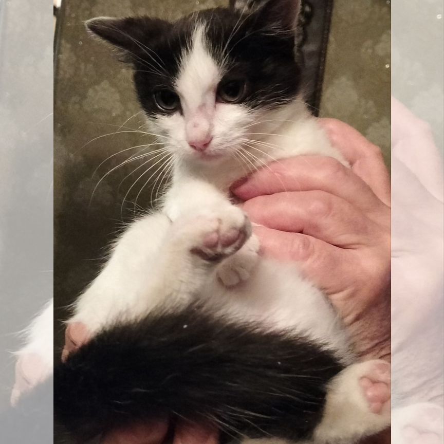 Котёнок в добрые руки