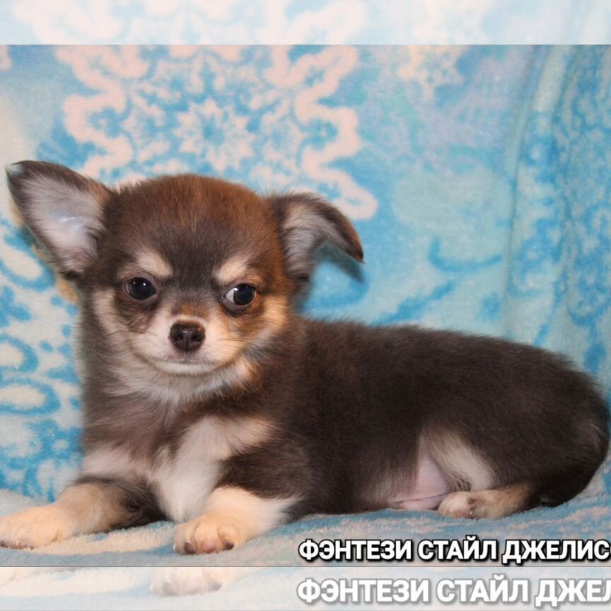 Чихуахуа, щенок