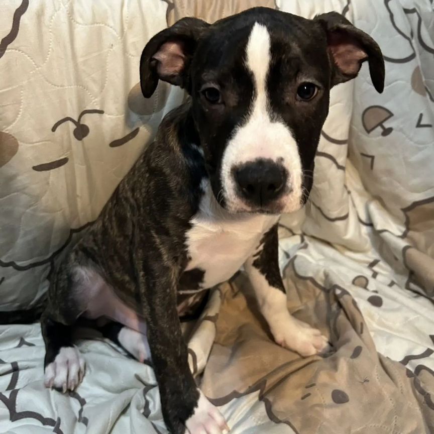 Американский стаффордширский терьер, щенок