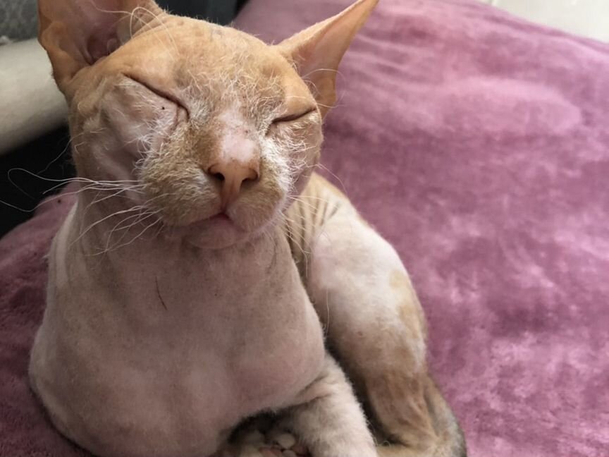 Донской сфинкс браш