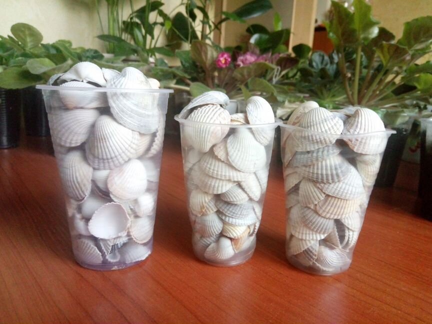 Морские Ракушки, камни