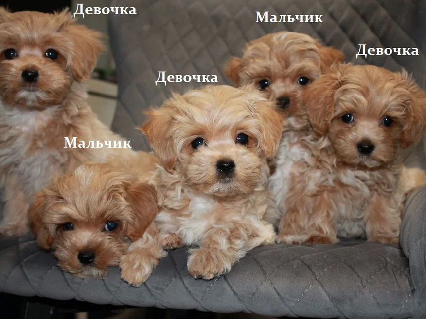 Щенки мальтипу f1