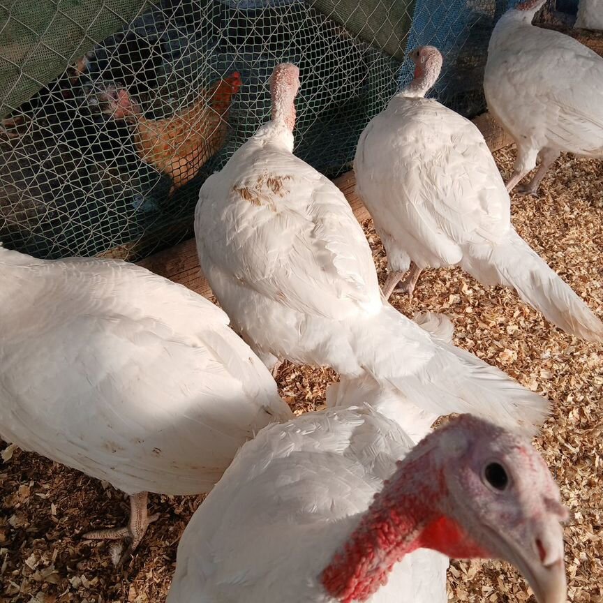 Продажа индюшек можно мясом а можно живым весом