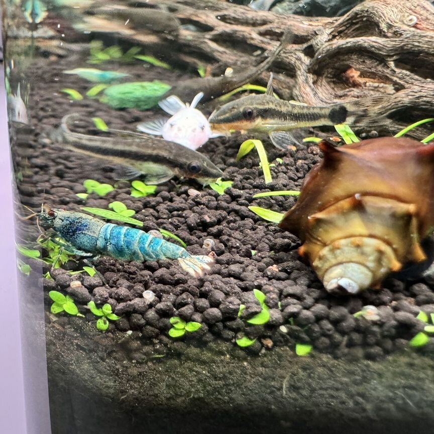 Креветки аквариумные Taiwan Bee: Blue Bolt