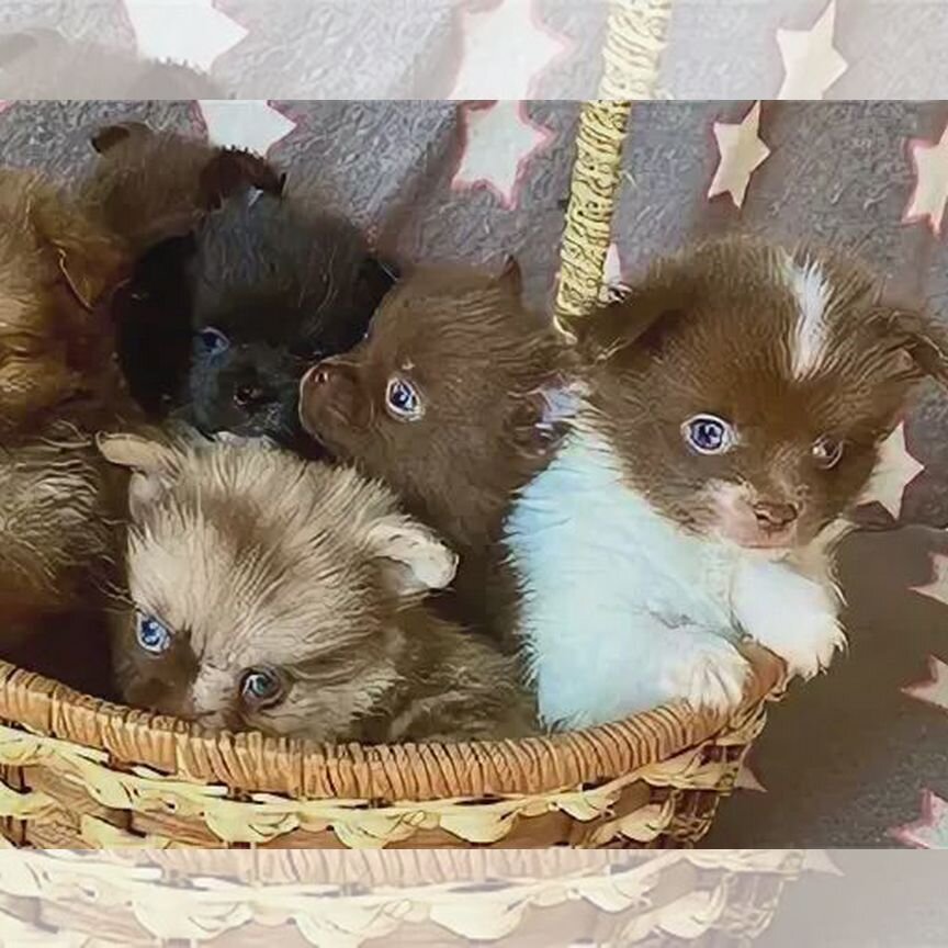 Померанский шпиц, щенок