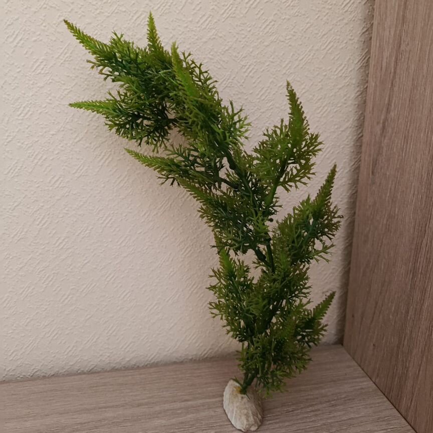 Водоросль-ёлочка для аквариума