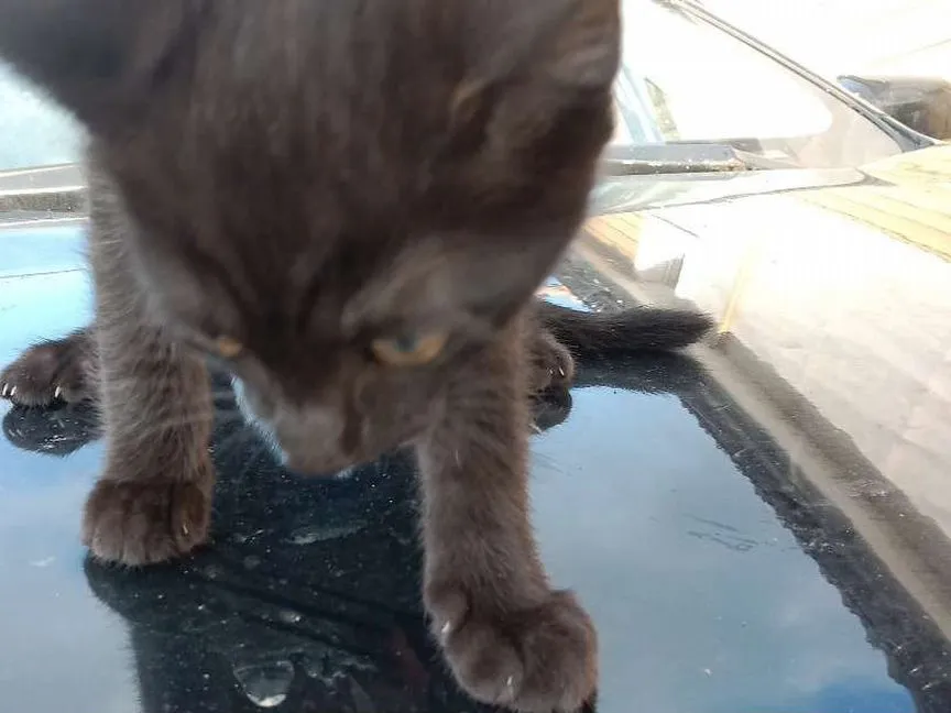 Котик