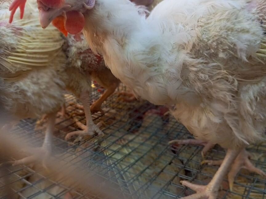 Куры несушки
